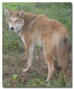 Coyote FAQs – The Conservation Agency